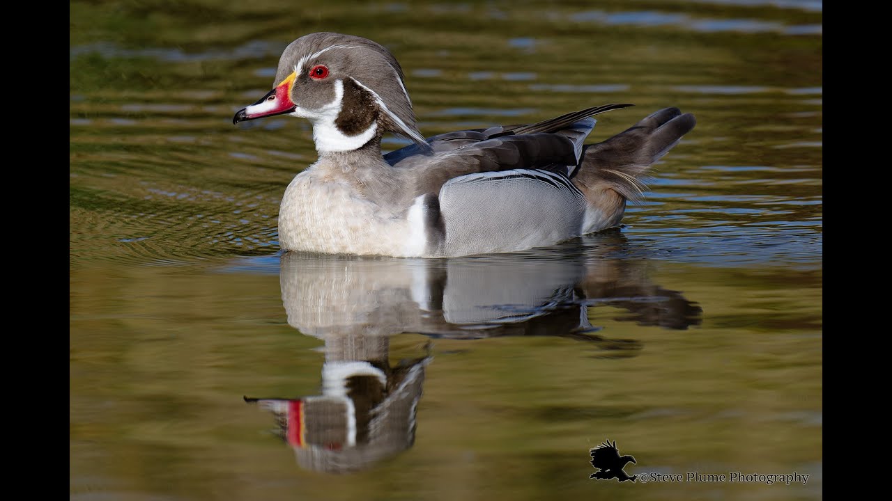 Silver Wood Ducks - YouTube