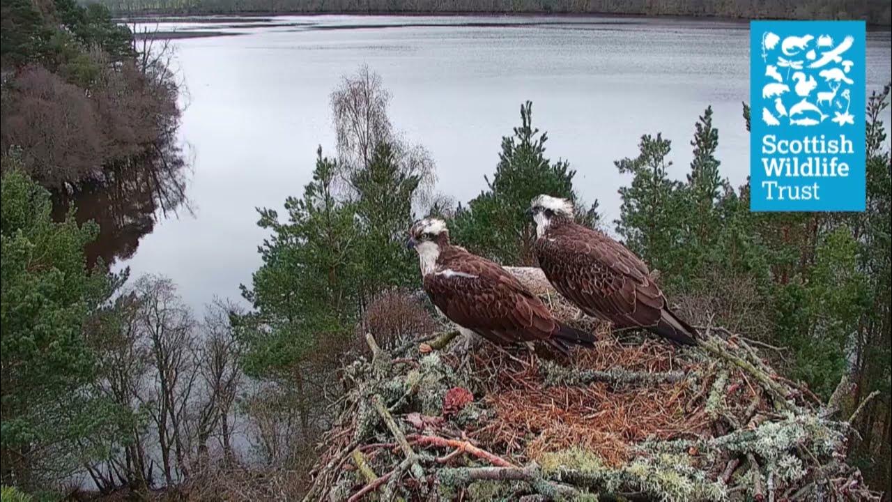 LM12 and NC0 mating on the nest - Loch of the Lowes Webcam (2021) - YouTube