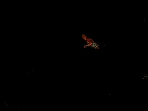 Bikini biking into pond