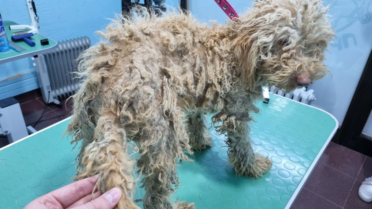 We Saved This Dog From A Bad Dog Breeder - YouTube