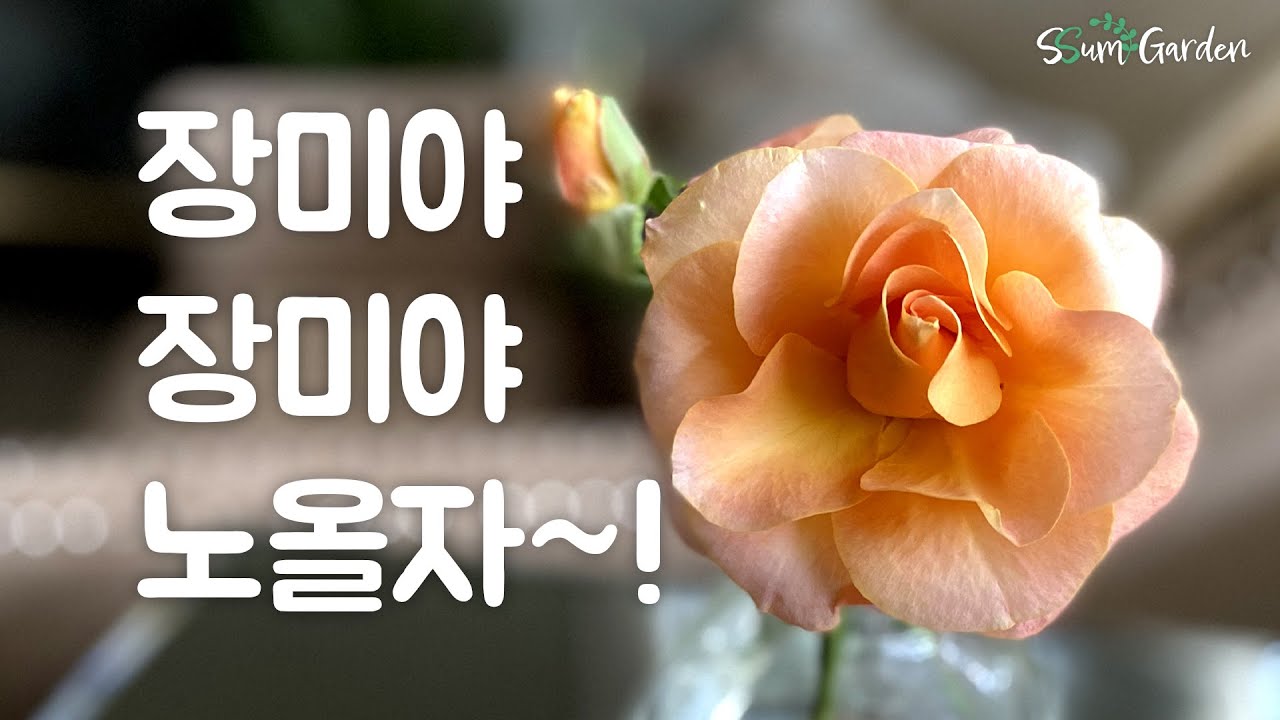 [SSum Garden] Roses, Roses, Let's play with me~! / Time for rose ...