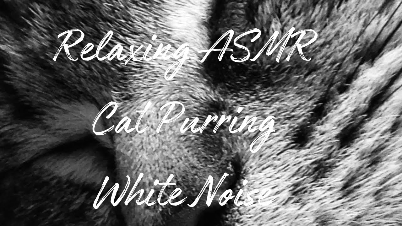 Relaxing ASMR Cat Purring White Noise Sleep Sounds - YouTube