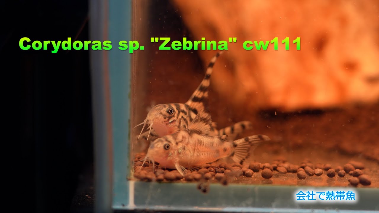 Corydoras sp. "Zebrina" cw111 ゼブリーナ - YouTube