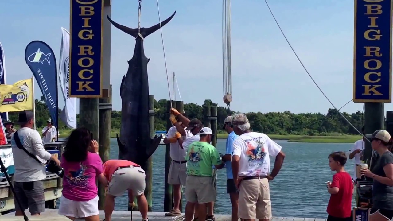 Big Rock Fishing Tournament 2017 Morehead City NC Blue Marlin Weight In ...