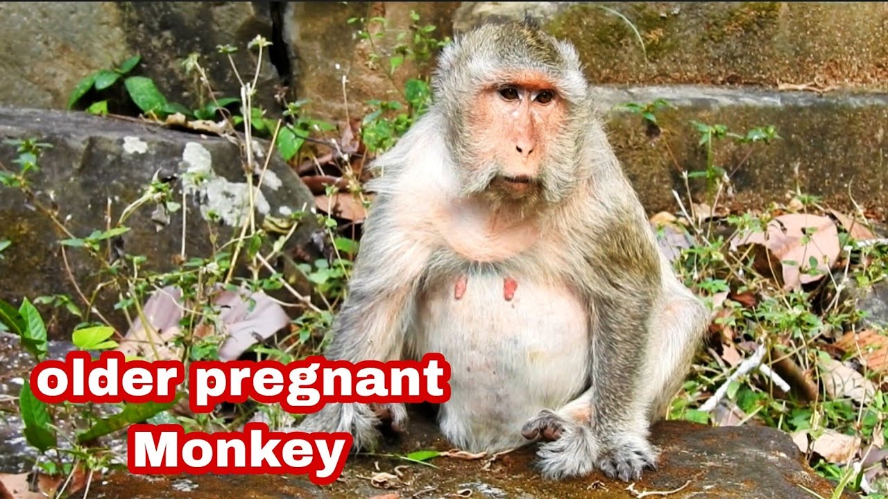 Older pregnant Monkey will give a new born - YouTube