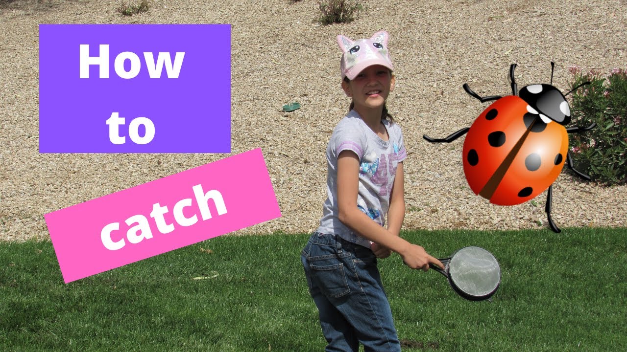 How to catch ladybugs - YouTube