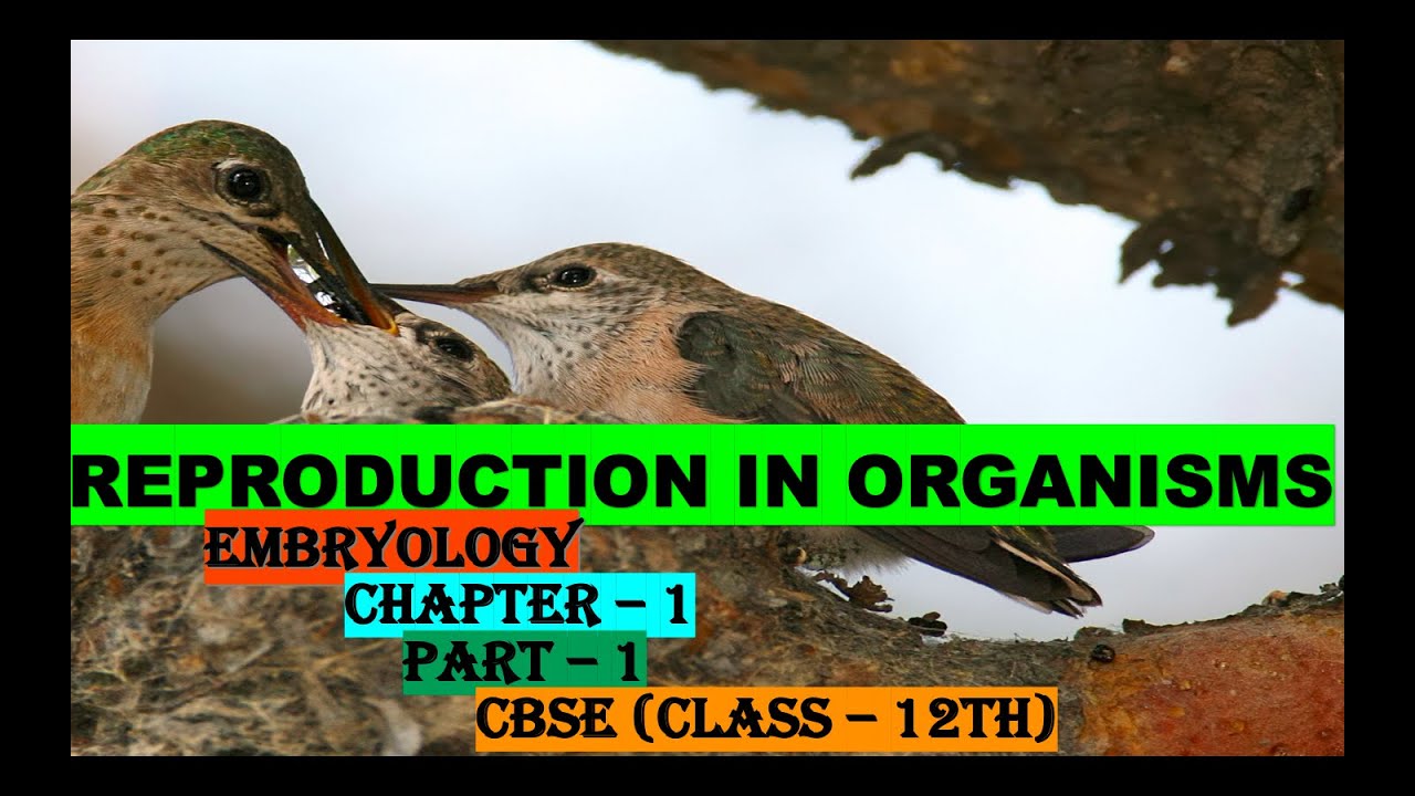 Reproduction in organisms (Part - 1) - YouTube