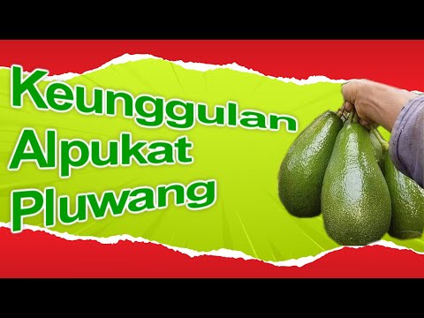 Alpukat Pluwang Alpukat Mentega Jumbo Dataran Tinggi yang Bisa Ditanam Di Dataran Rendah atau di Pot