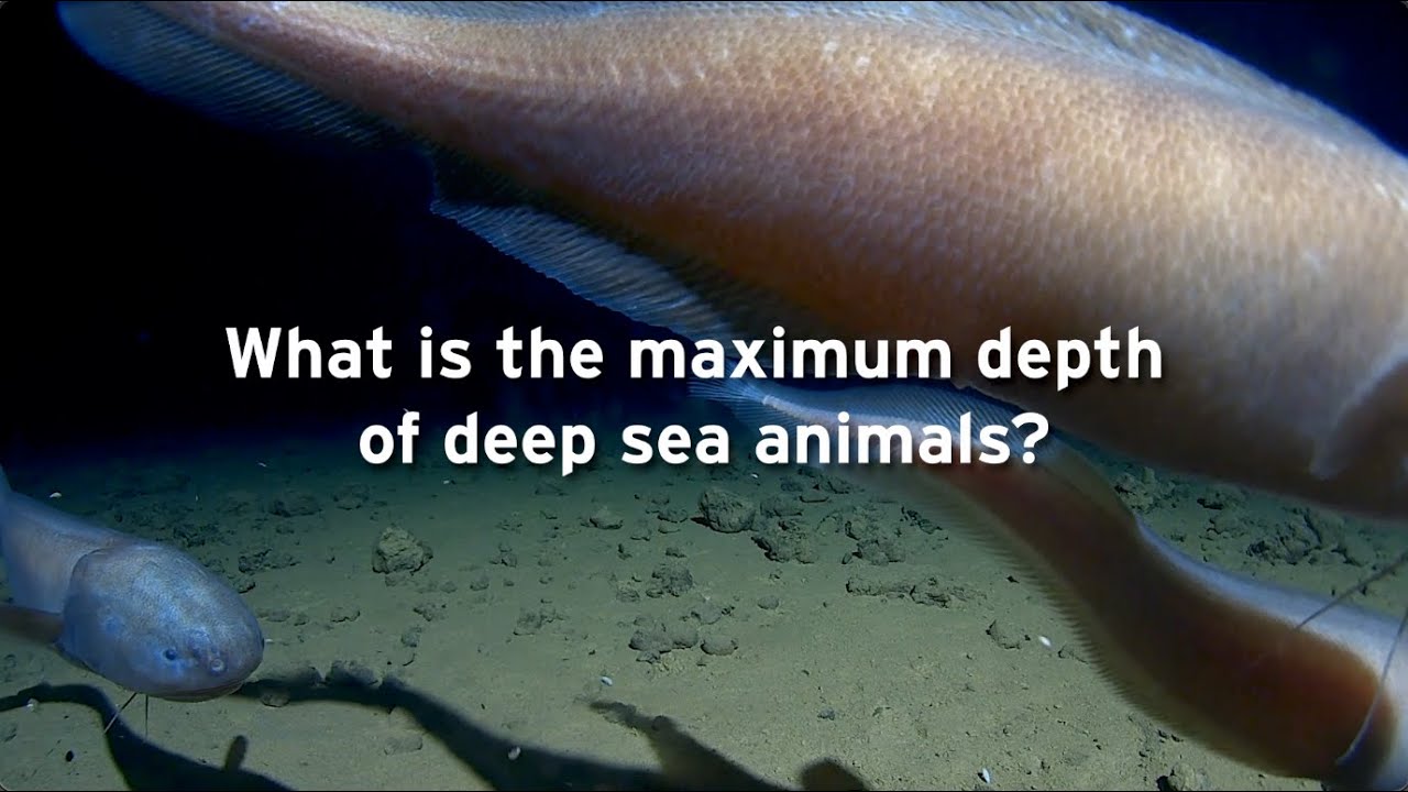 What is the maximum depth of deep sea animals? - YouTube