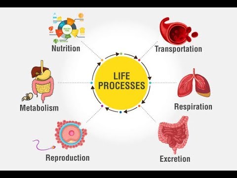 Life processes Part - I (Introduction) - YouTube