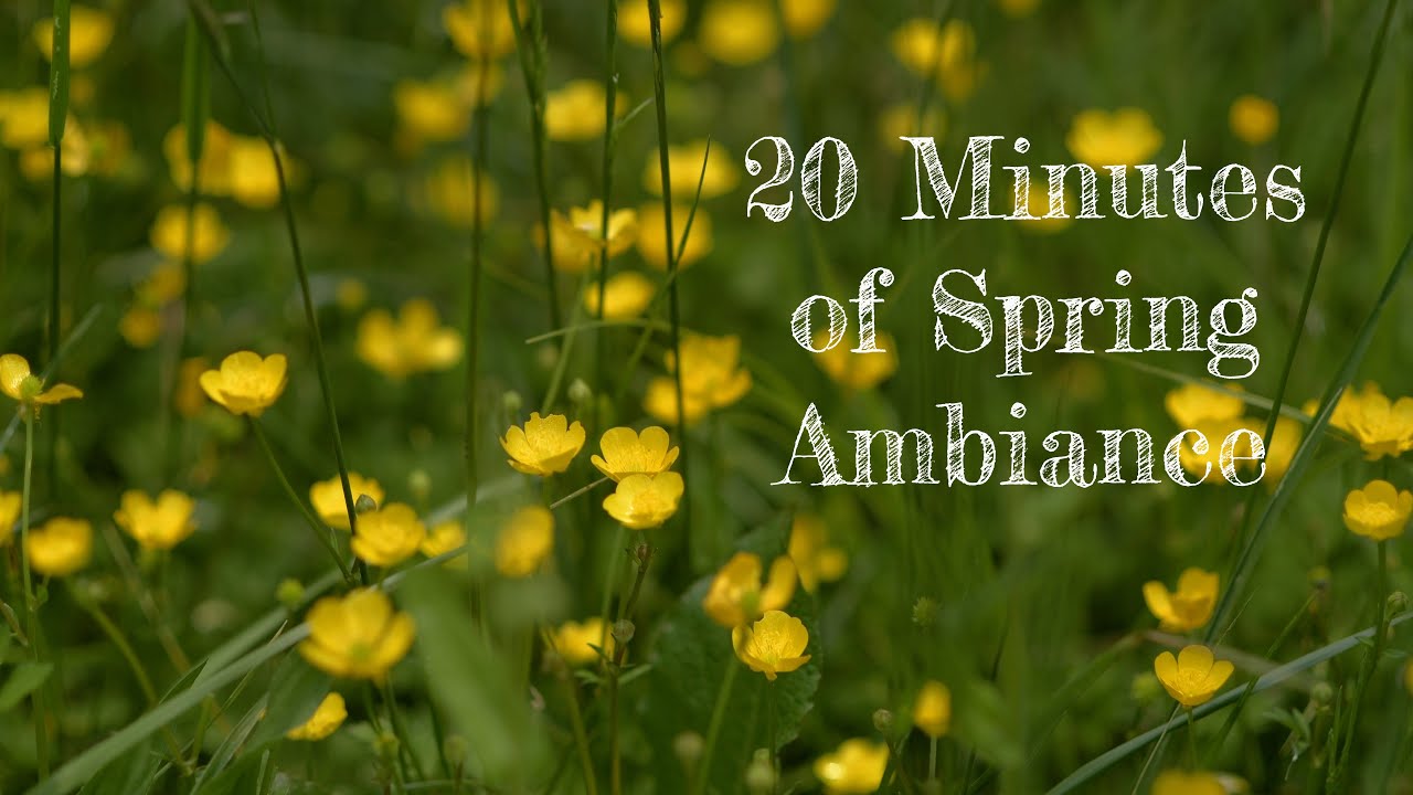 20 Minute Spring Ambiance with Bird Sounds | ASMR Meditation - YouTube