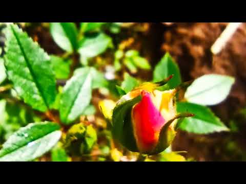 Mustafa Özkan-İLAHİLER-5 (Bu Dünya Yalandır)