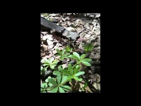 Wild Sweet Woodruff in Buckland Farm Woods - YouTube