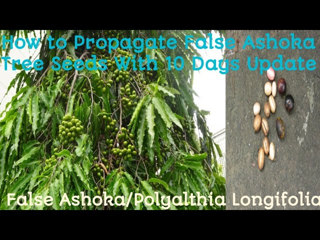 False Ashoka Tree Fruit