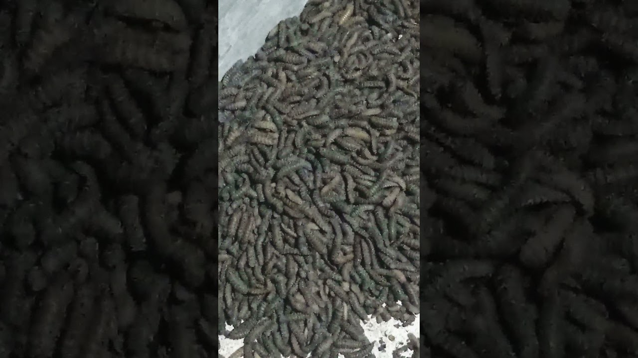 prepupa maggot BSF - YouTube