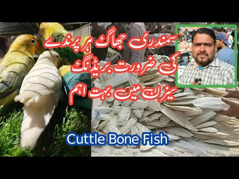 CUTTLE BONE FISH, CALCIUM BLOCKS | Breading Season@duabirds007 - YouTube