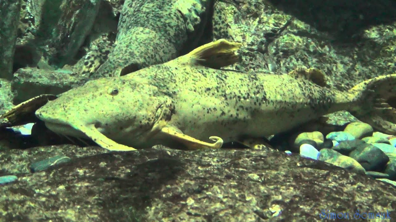 ปลาแค่วัว Devil catfish - YouTube