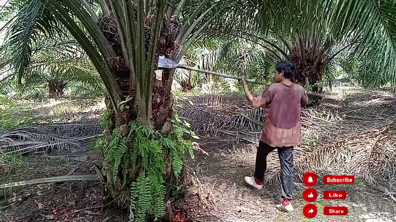 kisah anak rantau - YouTube