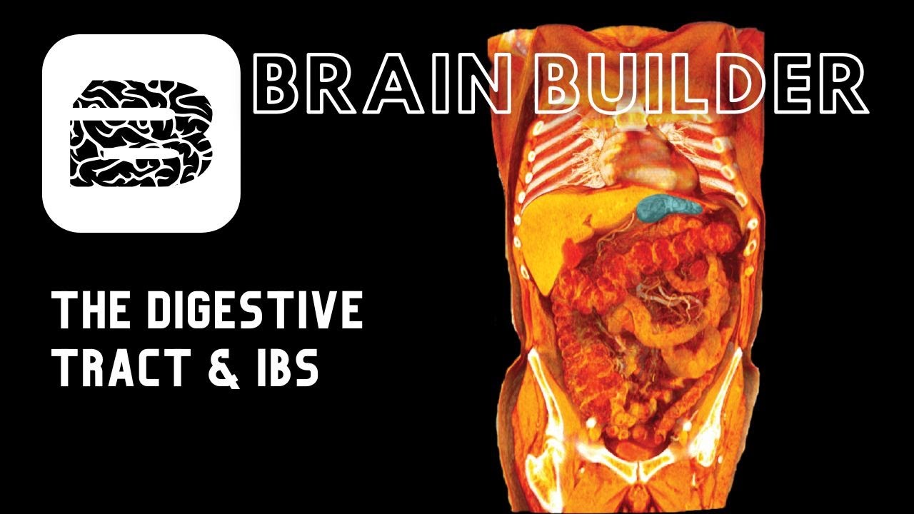 The Digestive Tract and IBS | BodyViz Brain Builder | Real 3D Anatomy ...