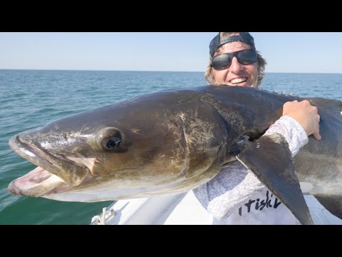 RECORD BREAKING GIANT FISH!! Cobia Fishing with Jigs - YouTube