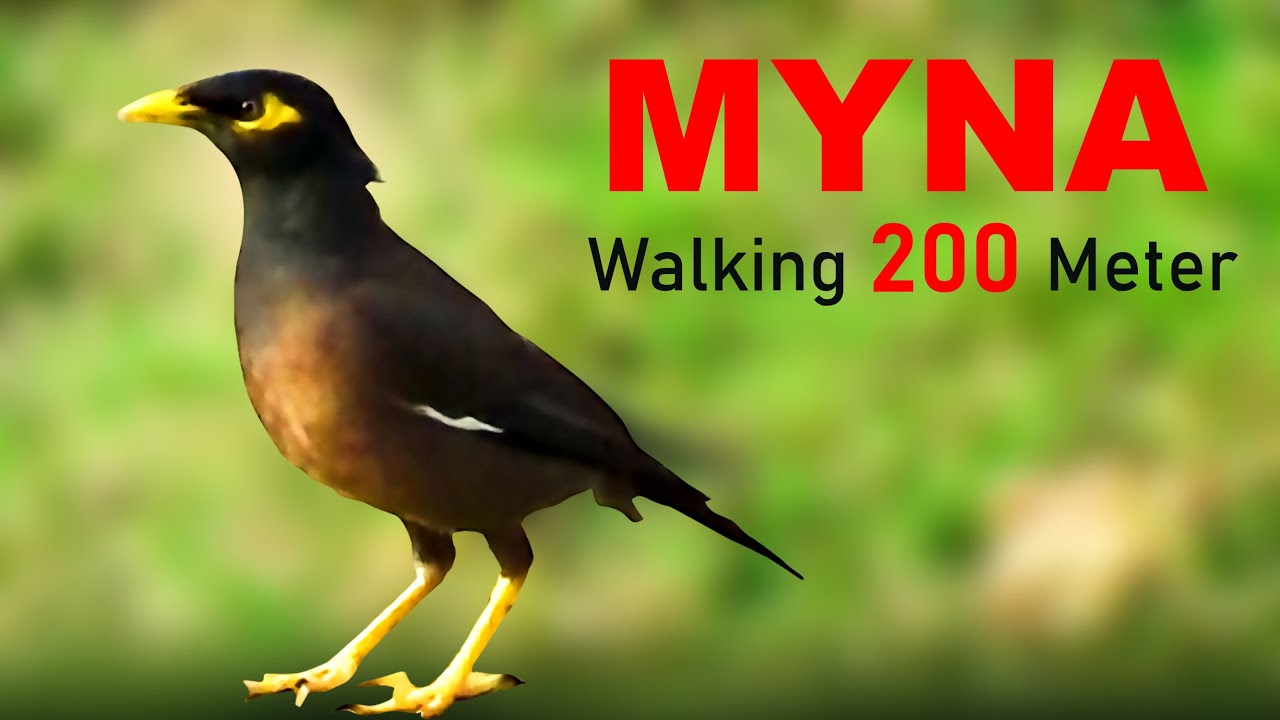 Myna walking | Natural video with music | birds chirping relaxing music ...