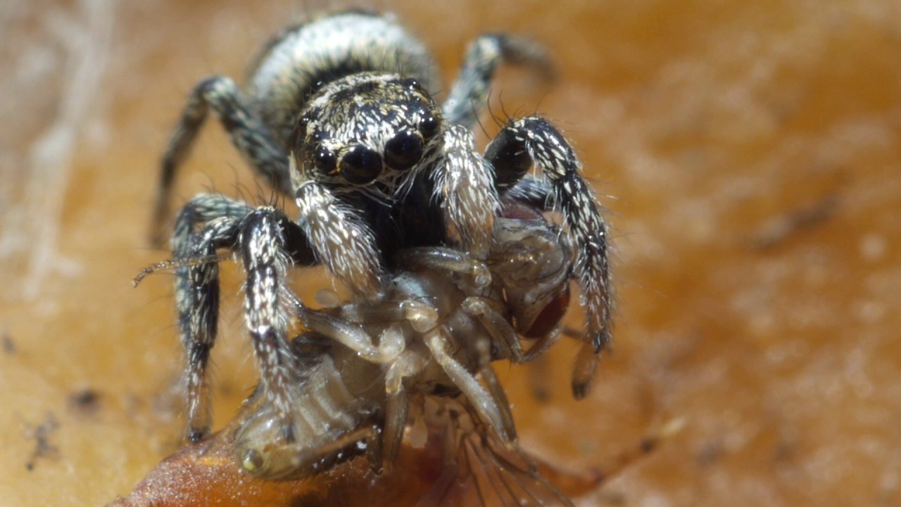 Zebra spider feeding on a fruit fly. - YouTube