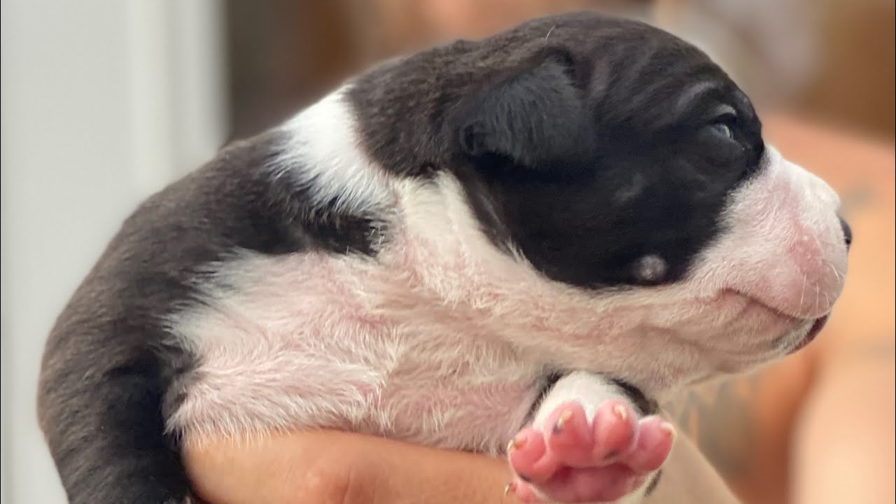 2X DDK HULK World Famous Pit Bull puppies!!!!!! - YouTube