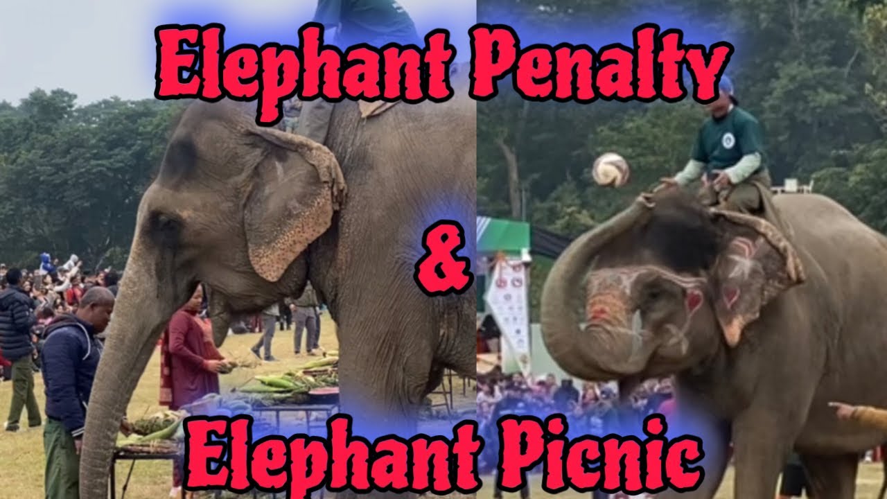 Elephant Penalty Shootout And Elephant Picnic || 18th Elephant ...