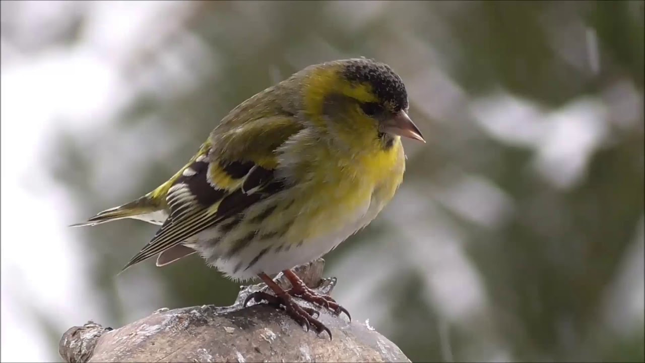 10 minutes leaves, trees, flowers, and birds, with relaxing music ...