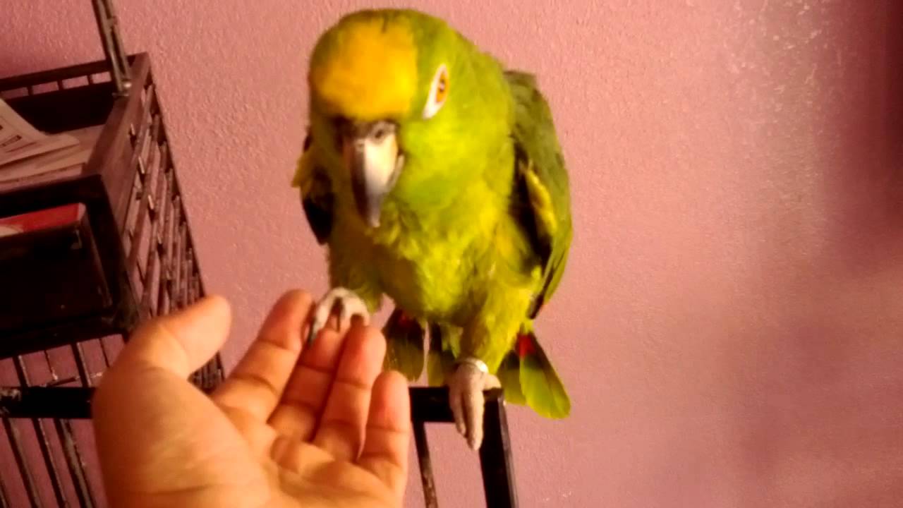 Yellow Naped Amazon Parrot - YouTube