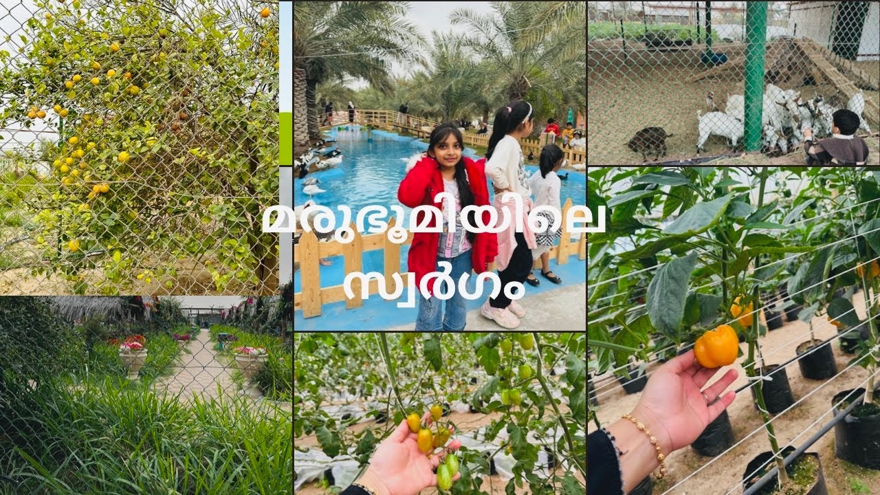 paradise strawberry farm Dammam/#family vlog #മരുഭൂമിയിലെ മനോഹരമായ ...
