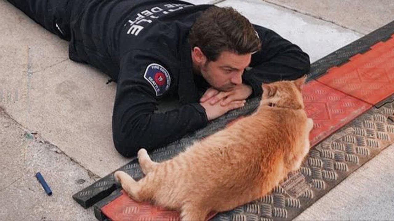 Your cat’s basically a diplomat - YouTube