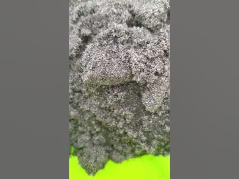 Биозащита от совки.Энтомофаг, хищное насикомое Трихограмма, которое ...