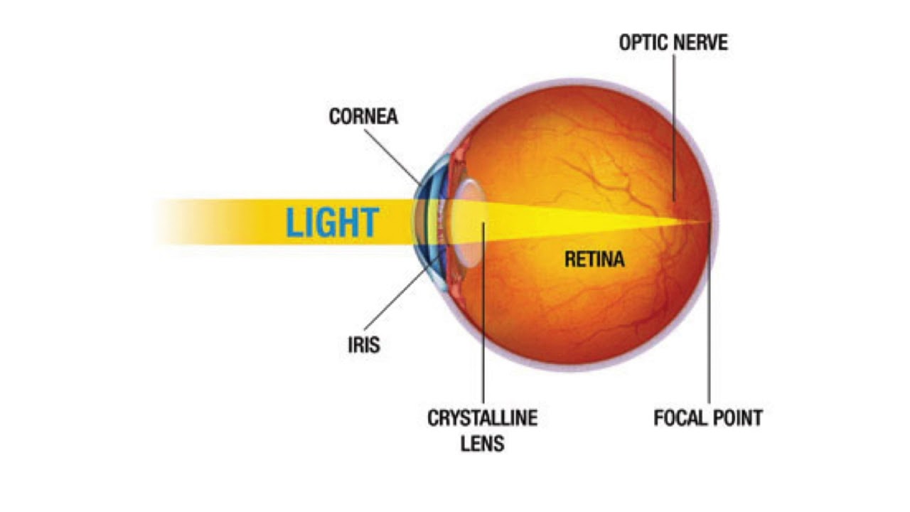 Image Formation By The Eye - YouTube