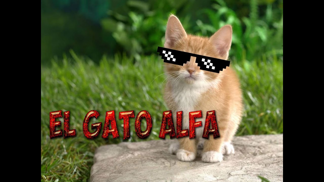 Turn Down For What - el gato alfa - YouTube