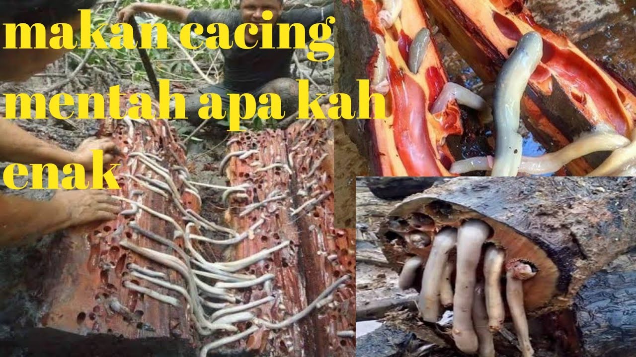 GEMPAR!!Makan cacing hidub hidub||tamelok||Nv1 - YouTube