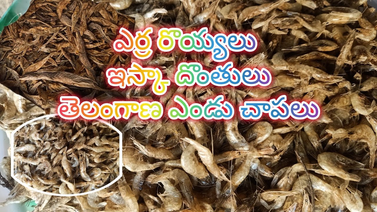 erra royyalu/endu chapalu in telangana fishing/tg fishing vlogs - YouTube