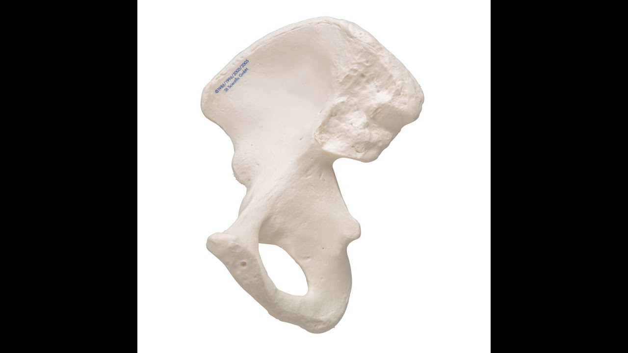 Lab 3.13 - Landmarks of the Hip Bone - YouTube