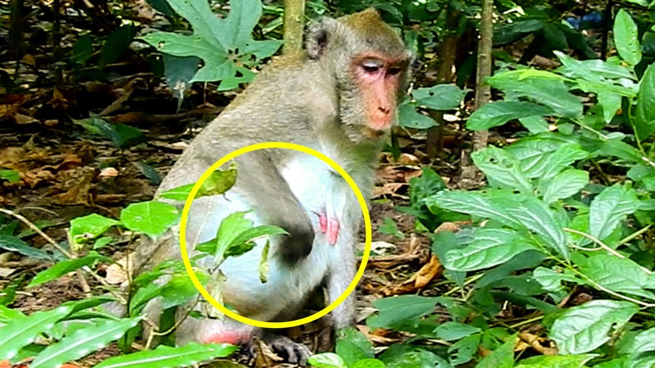 Congratulation !! Jane Monkey Showing Act Her Belly is Seem Moving ...