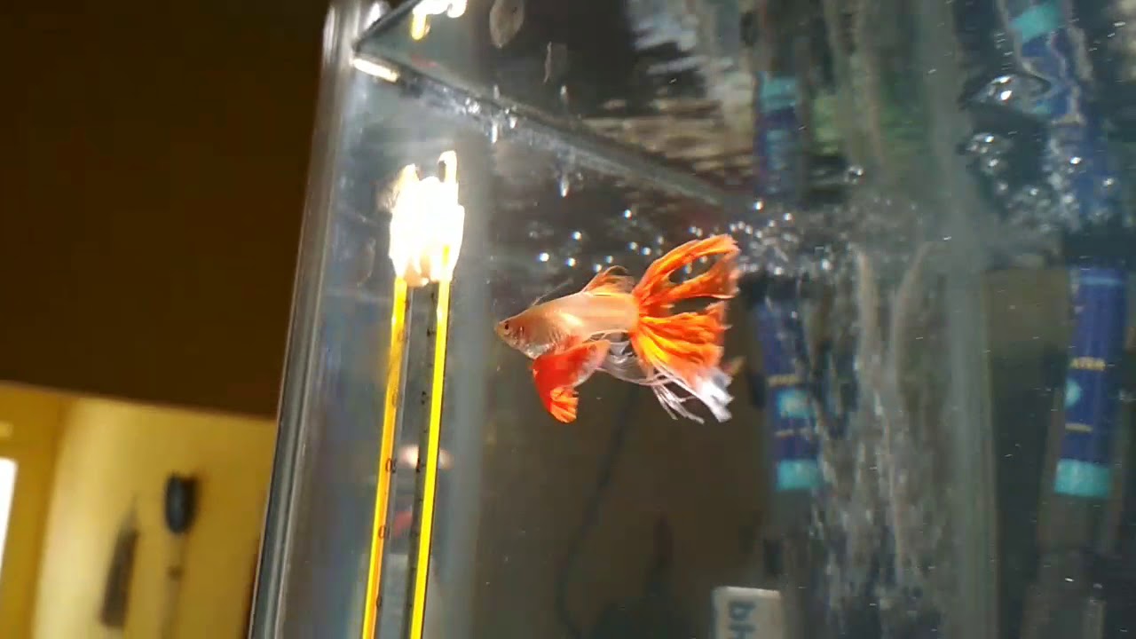 Mulai budidaya lagi.. Guppy Albino Full Red Swallow Ribbon - YouTube