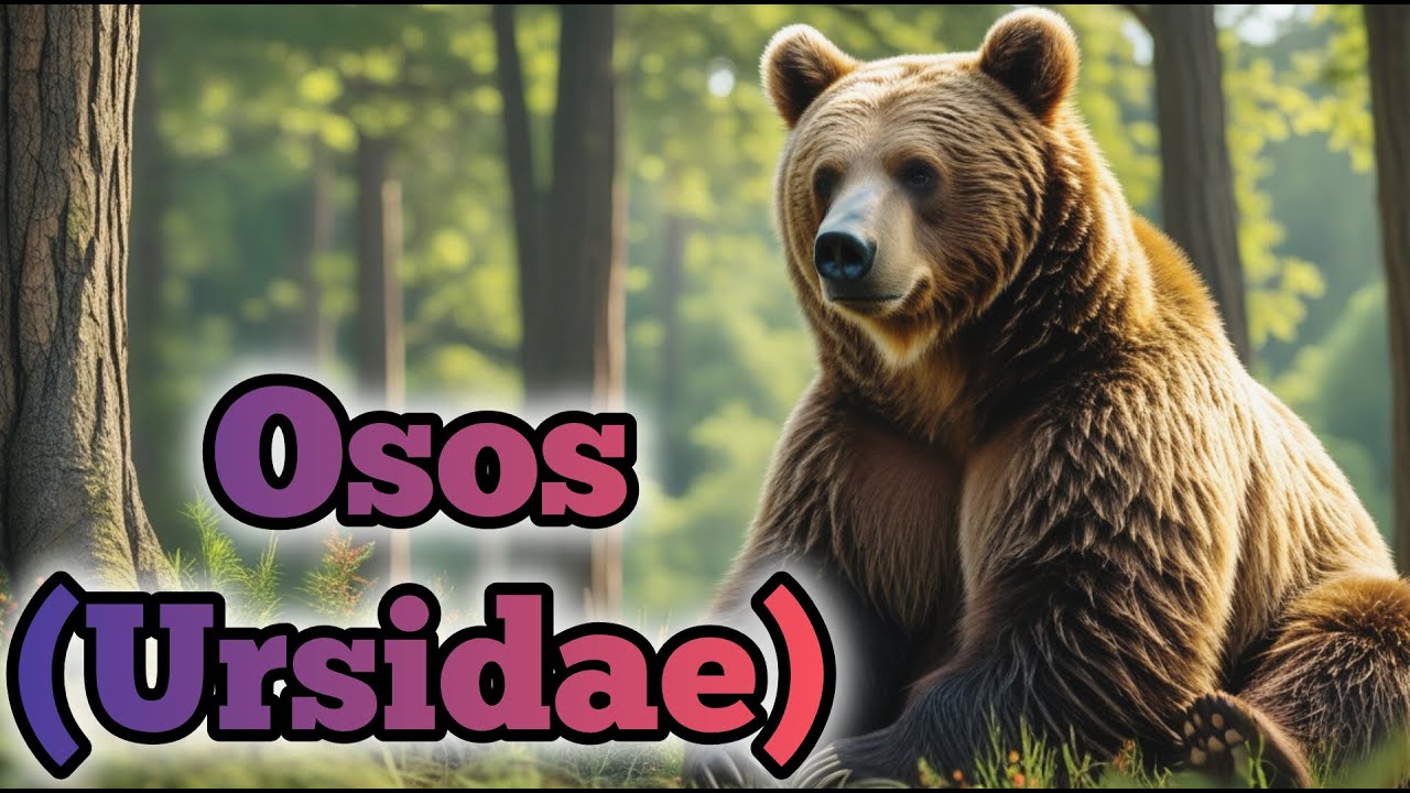 El mundo de los osos: Desde el ártico hasta las selvas tropicales - YouTube