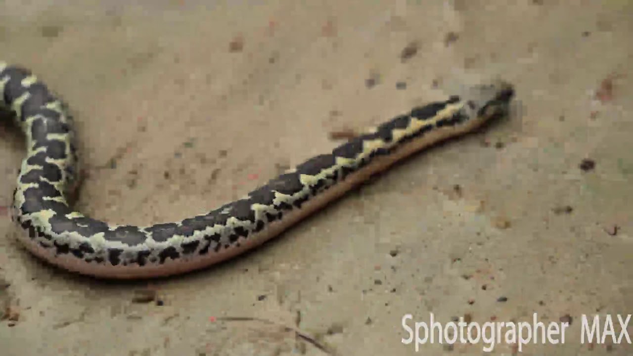 python sanke baby find in sultanpur - YouTube