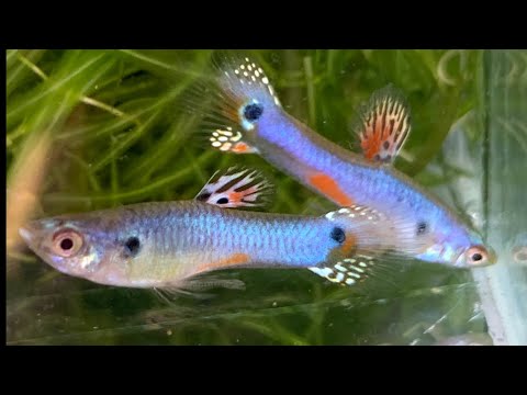 Guppy Types (Species, Tail Shapes, Colors, and Patterns!) - Aqua Goodness
