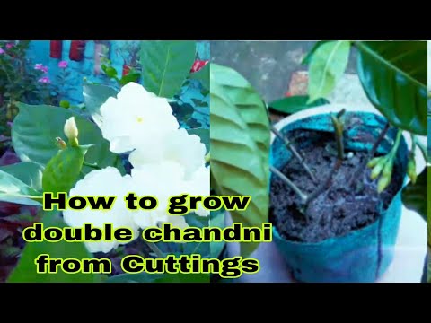 How to grow double chandni from Cuttings. easy method grow to dubble ...
