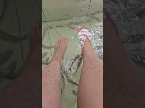 Fish Spa