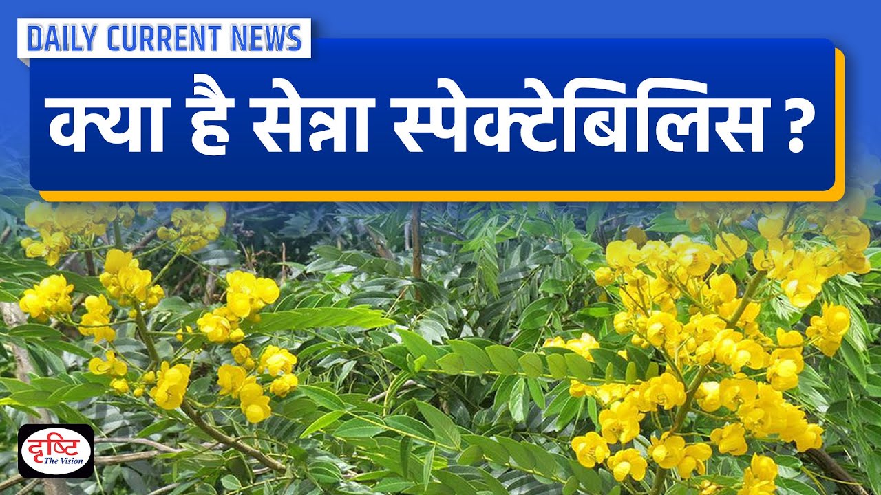 Senna Spectabilis - Daily Current News | Drishti IAS - YouTube