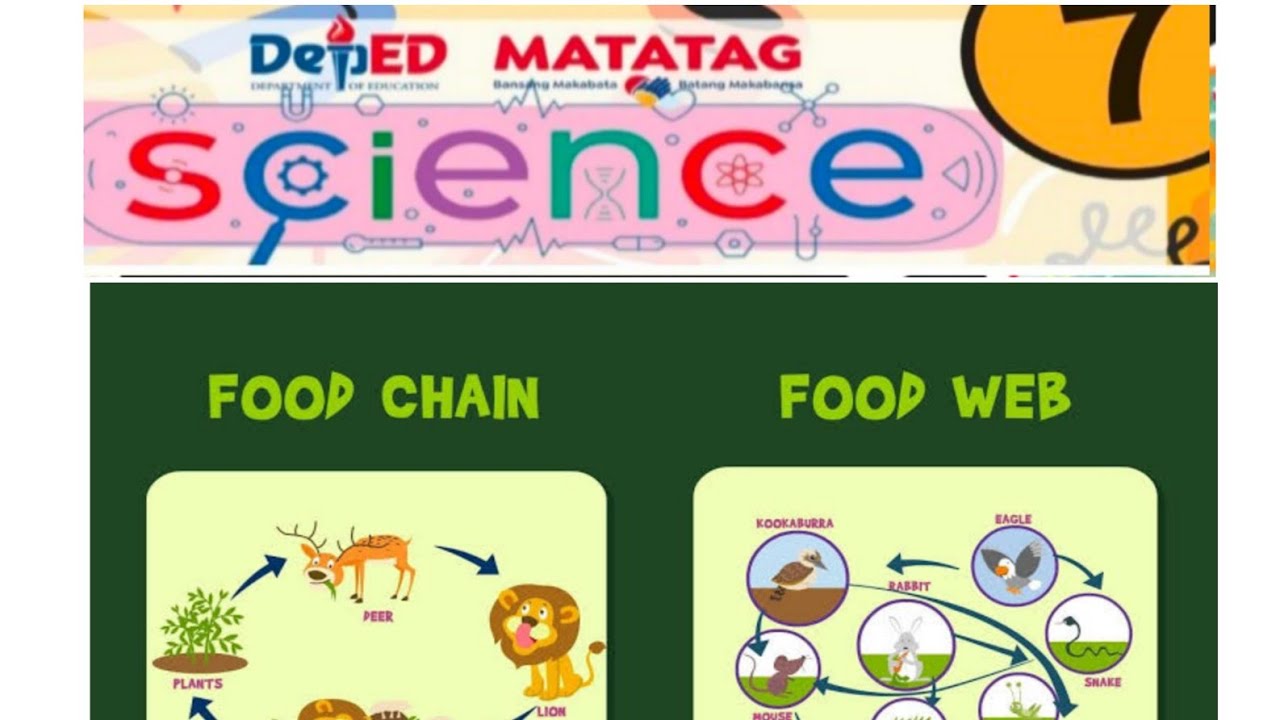 QUARTER 2 LESSON 8 PART 1 FOOD CHAIN AND FOOD WEB | MATATAG SCIENCE 7 ...