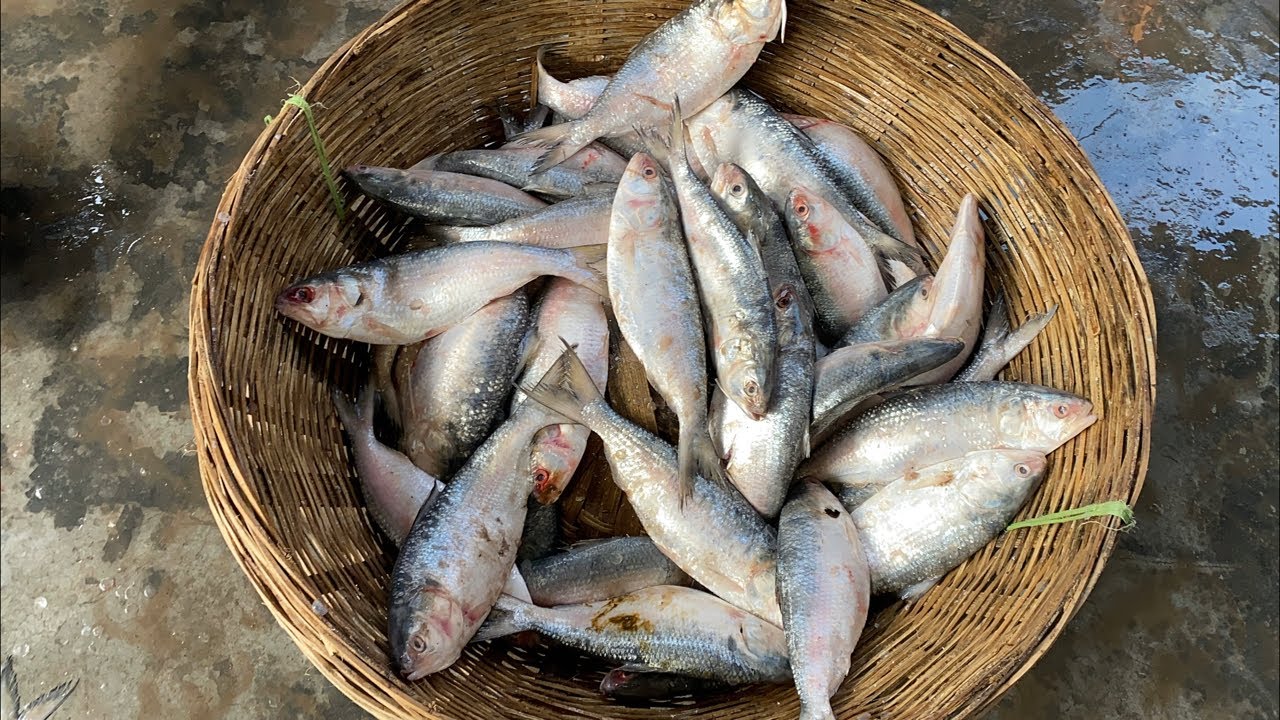 Real Fish Blogger is live - YouTube