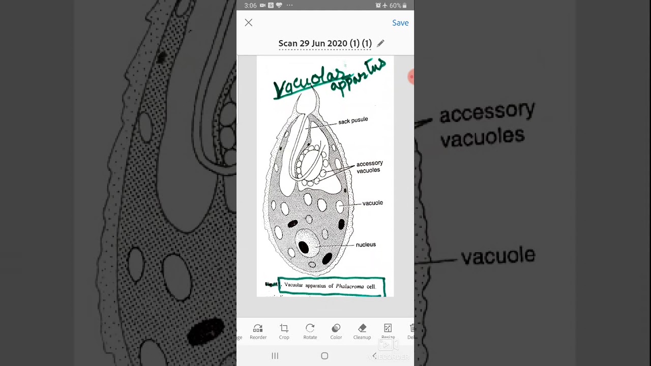 Algae cell structure eukaryotic part 2 - YouTube