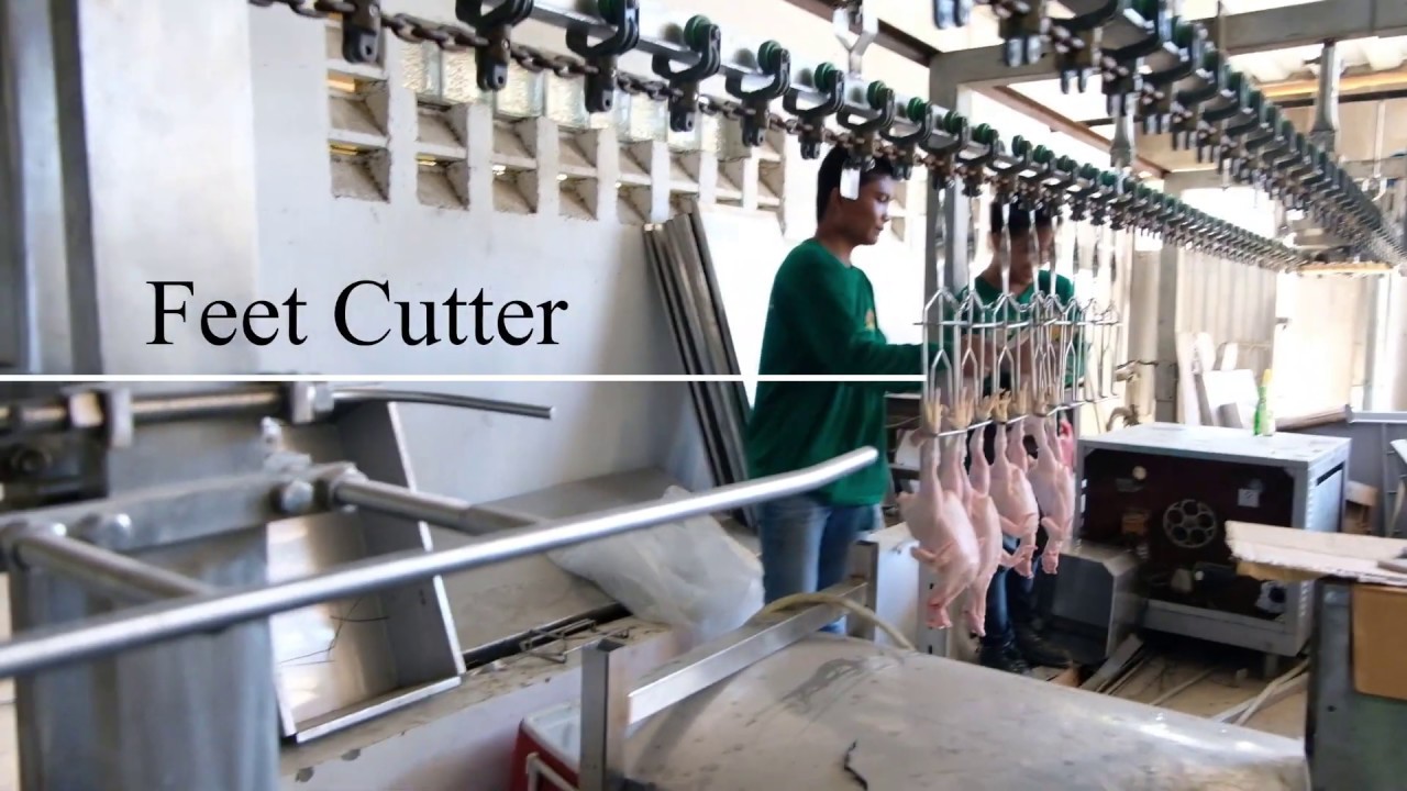 _Poultry Dressing Plant or Chicken Dressing Plant @ Feet Cutter Machine ...